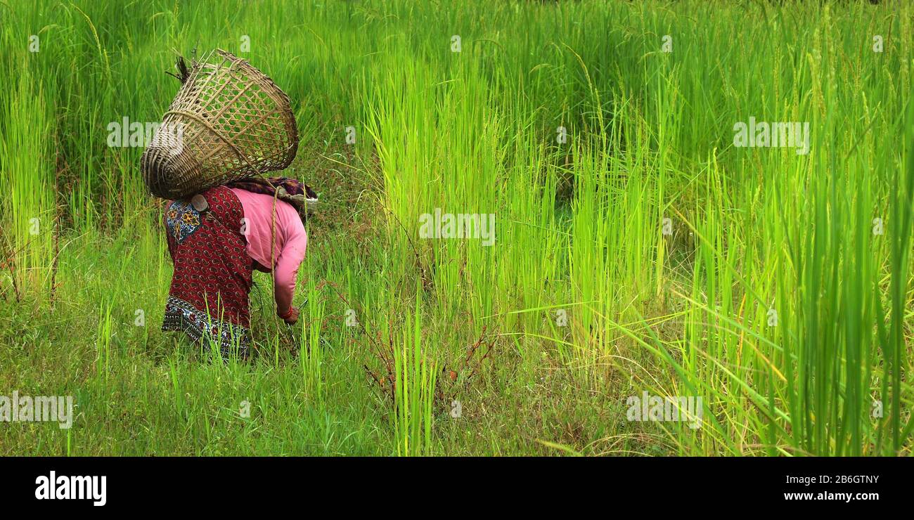 Rice worker care his rice field Stock Photo - Alamy