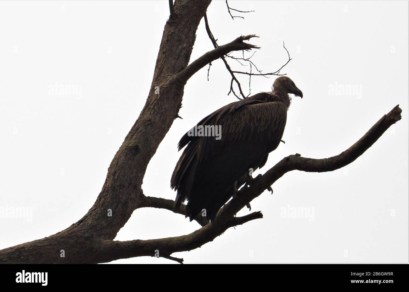 Bird of Western Terai, Rohini River Bank Forest, Rupandehi, Nepal Stock ...