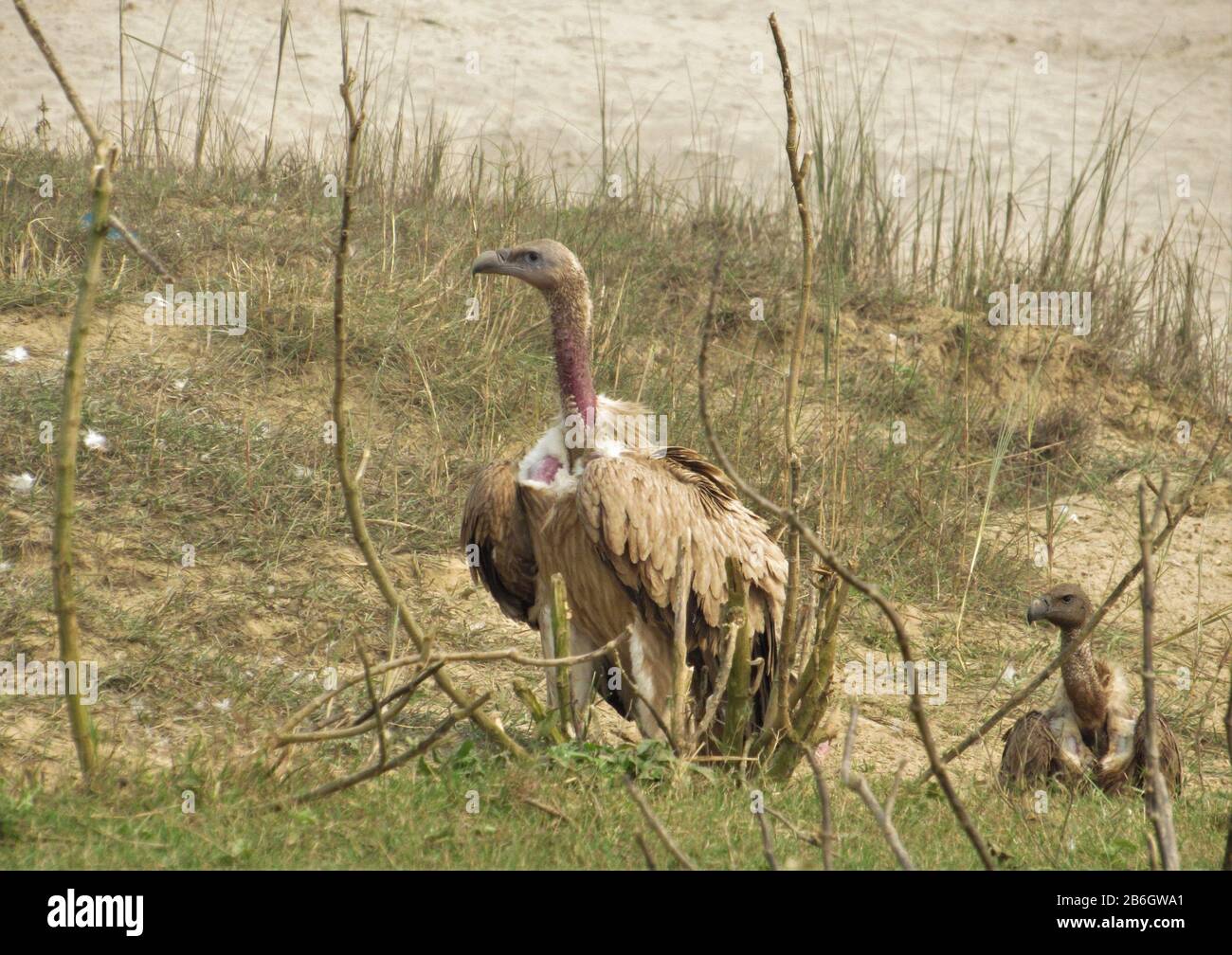 Bird of Western Terai, Rohini River Bank Forest, Rupandehi, Nepal Stock ...