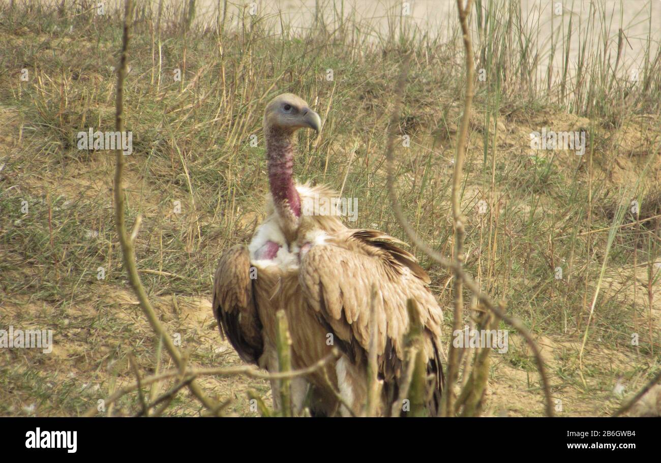 Bird of Western Terai, Rohini River Bank Forest, Rupandehi, Nepal Stock ...