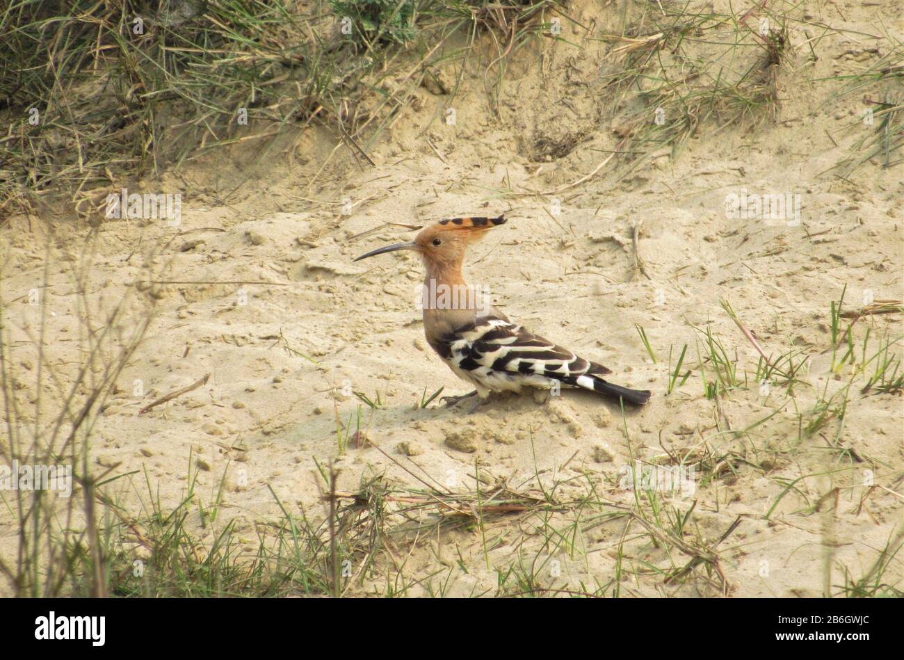 Bird of Western Terai, Rohini River Bank Forest, Rupandehi, Nepal Stock ...