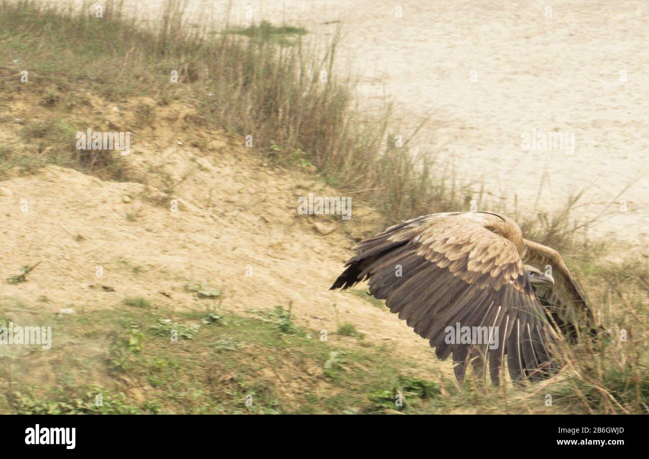 Bird of Western Terai, Rohini River Bank Forest, Rupandehi, Nepal Stock ...