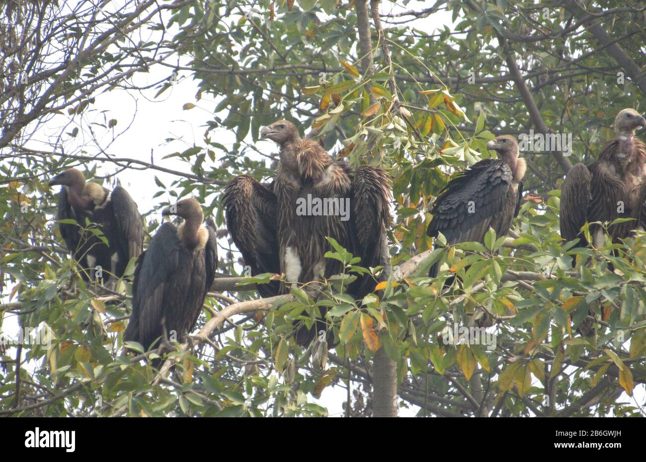 Rohini river forest hi-res stock photography and images - Alamy