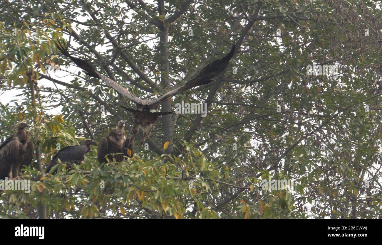 Bird of Western Terai, Rohini River Bank Forest, Rupandehi, Nepal Stock ...