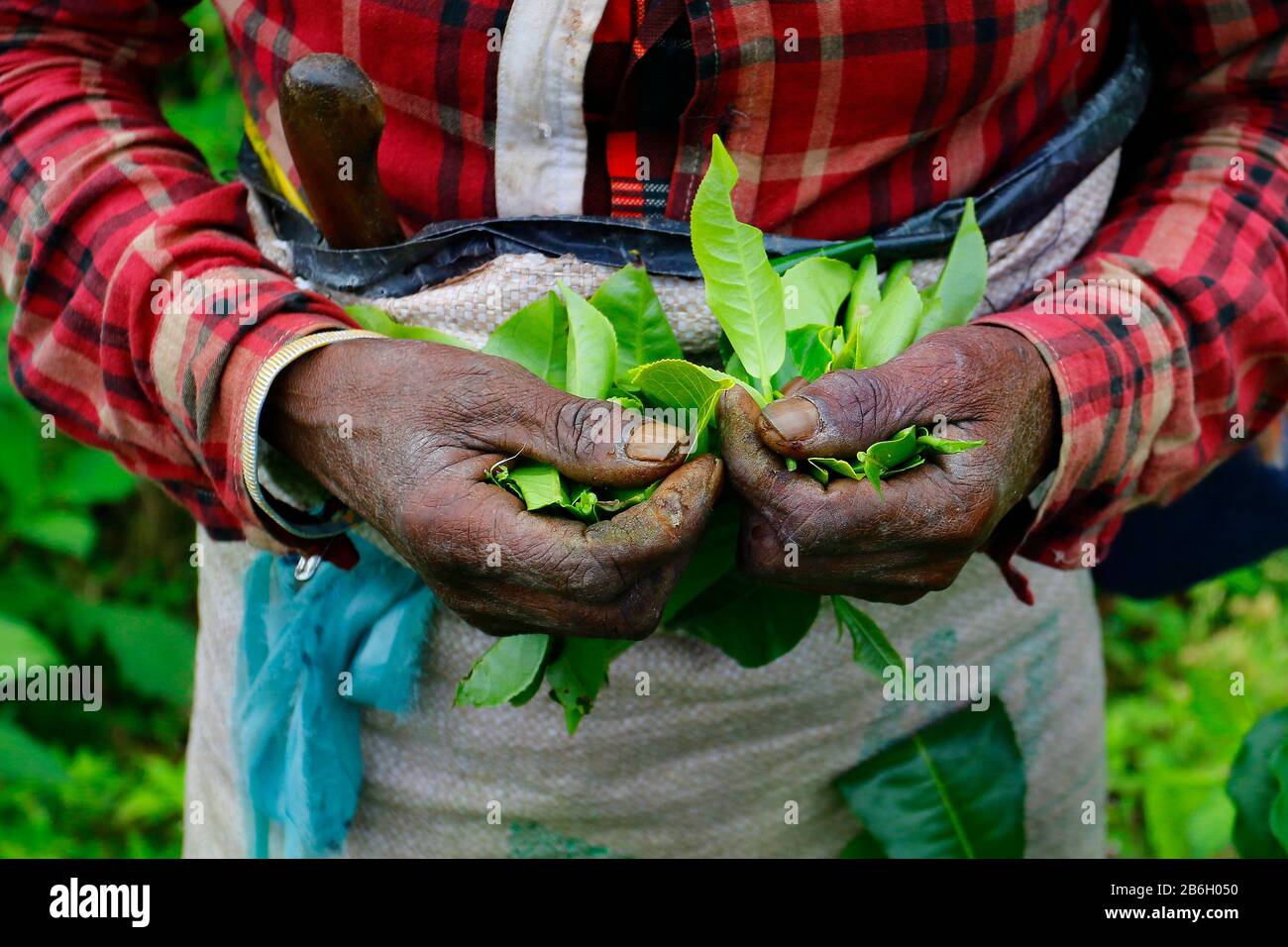 Myanmar tea plantation hi-res stock photography and images - Alamy