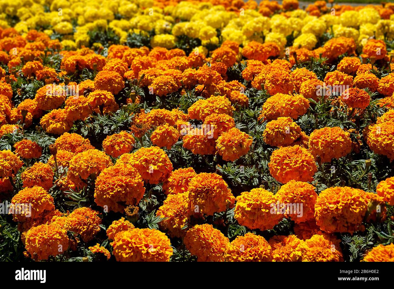 Flower in flied hi-res stock photography and images - Alamy