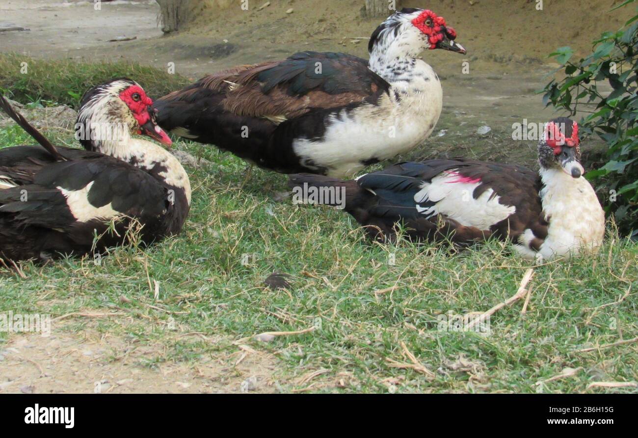 Nepalese Duck in Village, Rupandehi, Nepal Stock Photo - Alamy
