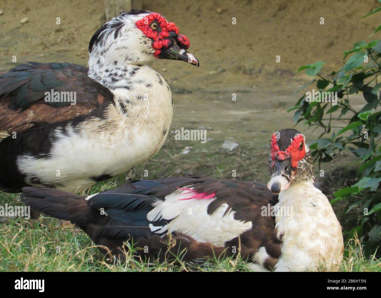 Nepalese Duck in Village, Rupandehi, Nepal Stock Photo - Alamy