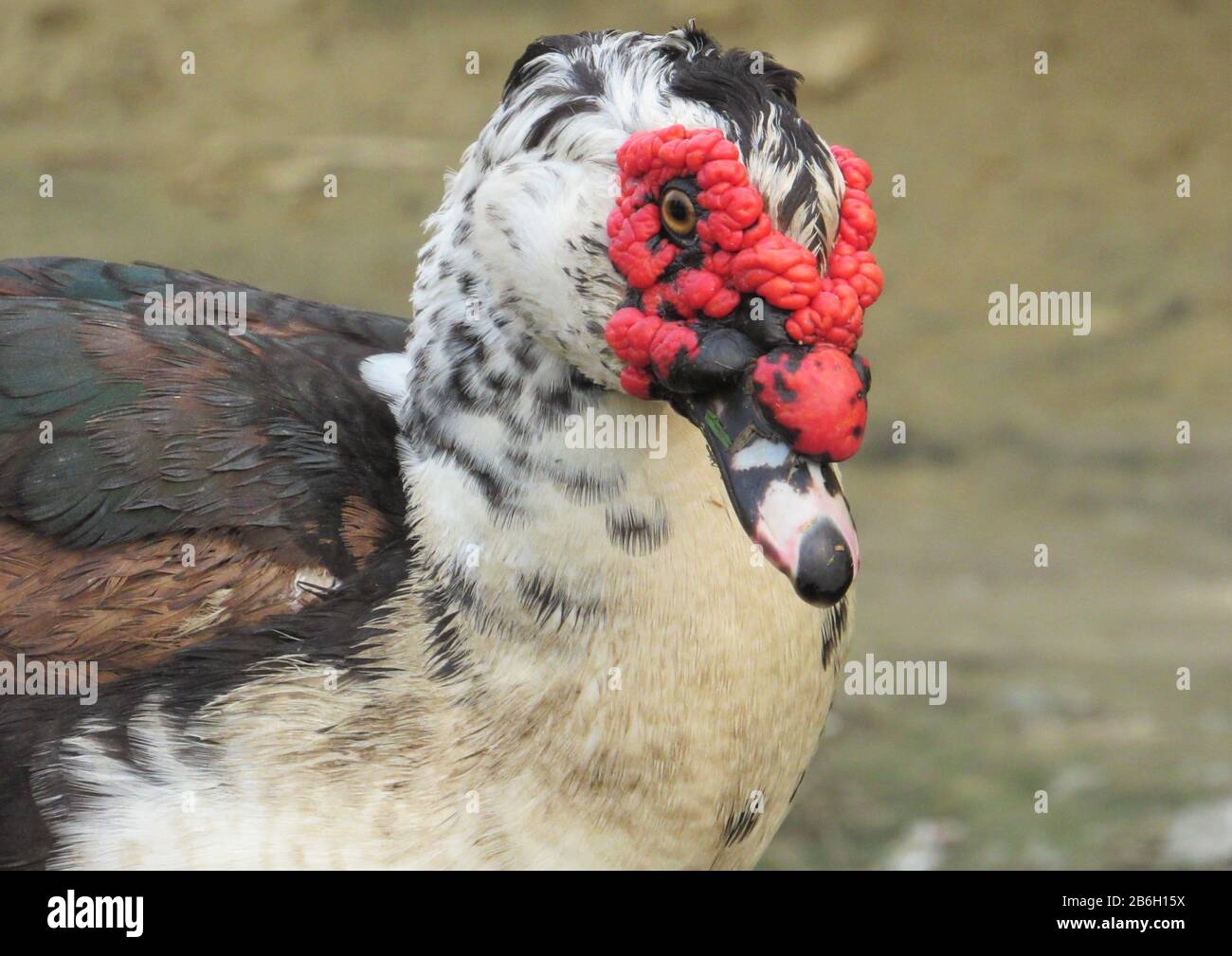 Nepalese Duck in Village, Rupandehi, Nepal Stock Photo - Alamy