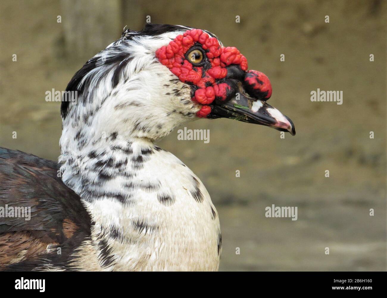 Nepalese duck hi-res stock photography and images - Alamy