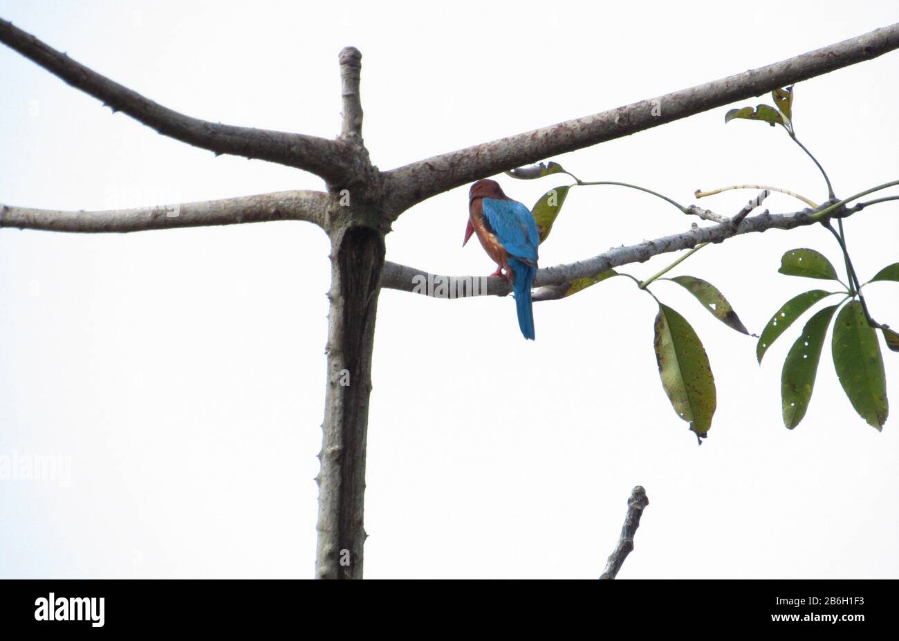 Bird of Western Terai, Rohini River Bank Forest, Rupandehi, Nepal Stock ...