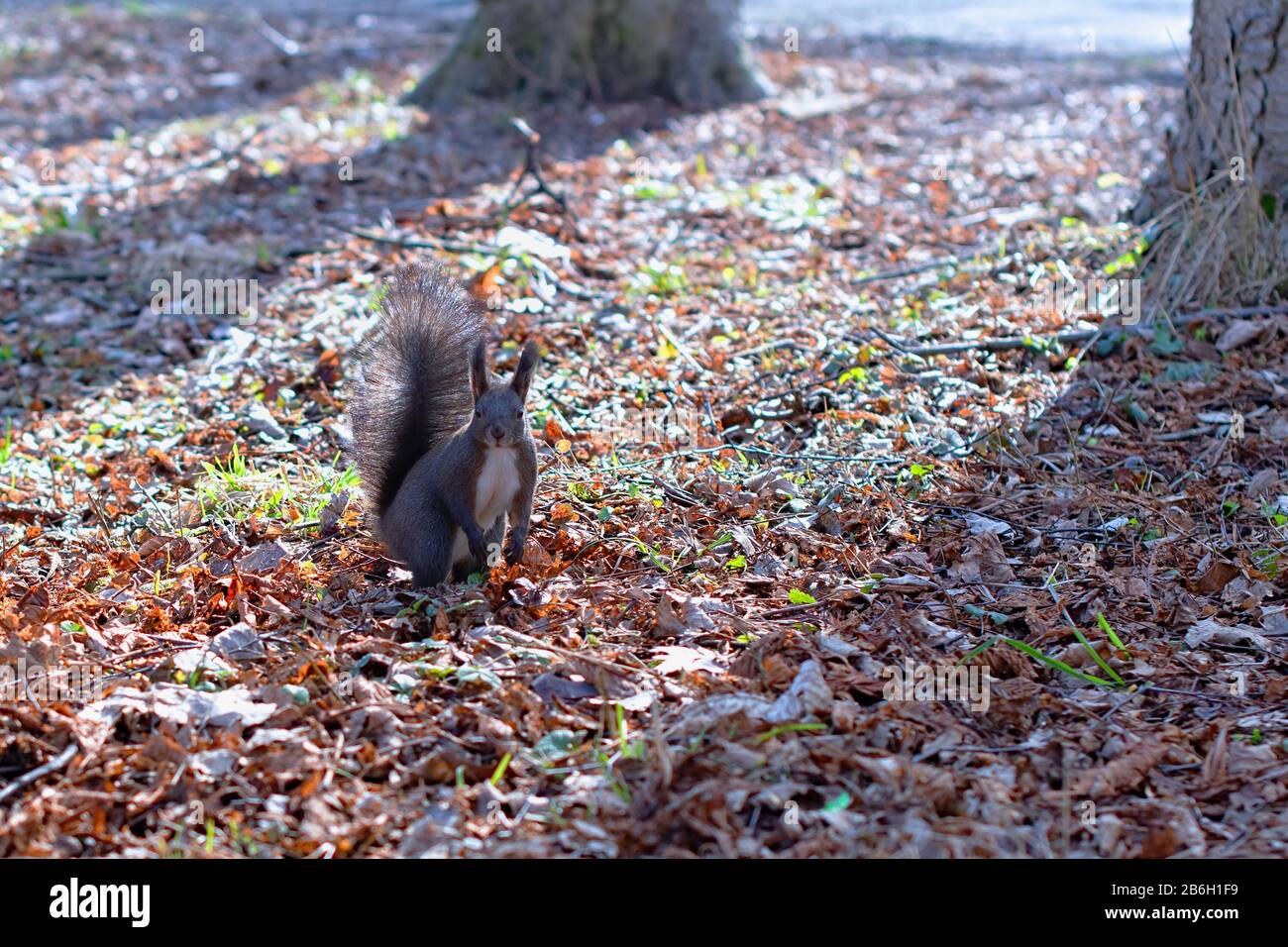 Squirrel on ground. Squirrel nature view. Squirrel portrait. Squirrel ...