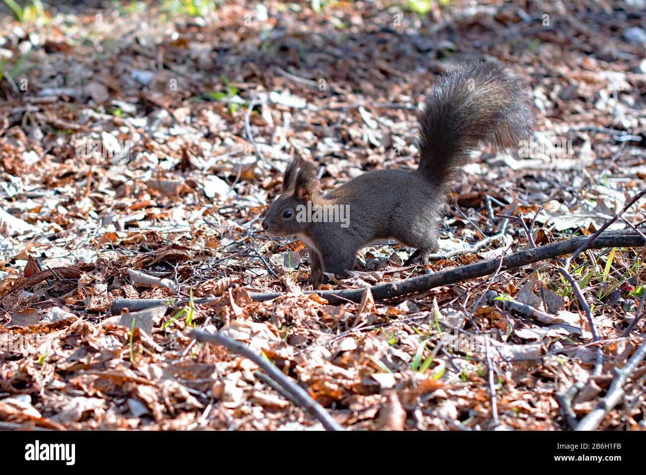 Squirrel on ground. Squirrel nature view. Squirrel portrait. Squirrel ...