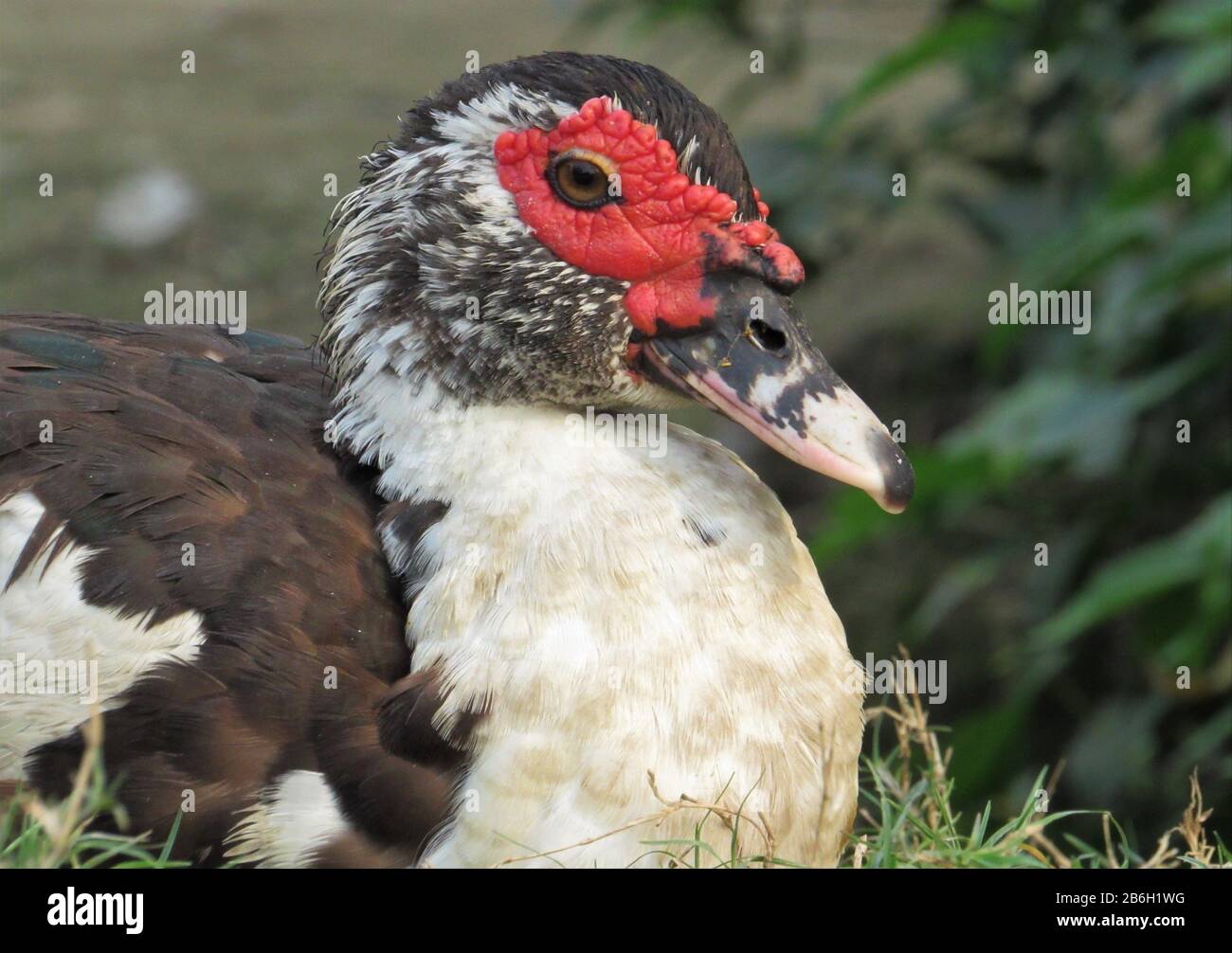 Nepalese Duck in Village, Rupandehi, Nepal Stock Photo - Alamy