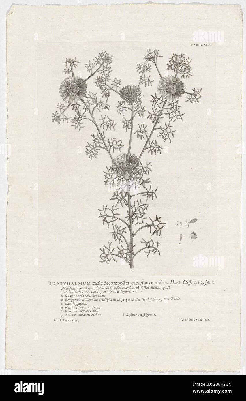 Cladanthus arabicus hi-res stock photography and images - Alamy