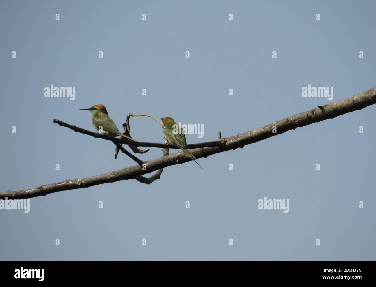 Rohini river forest hi-res stock photography and images - Alamy