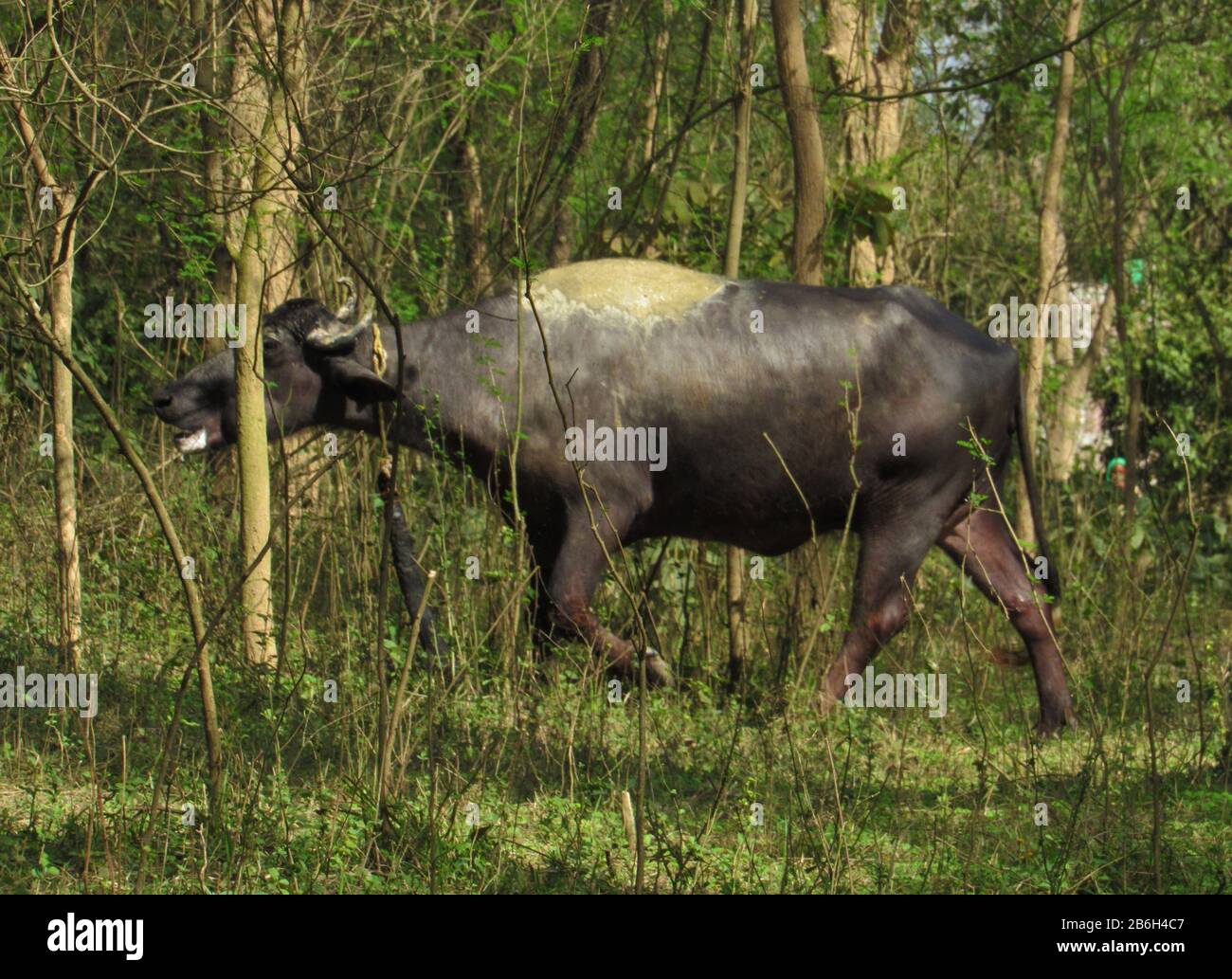 Nepalese buffalo hi-res stock photography and images - Alamy
