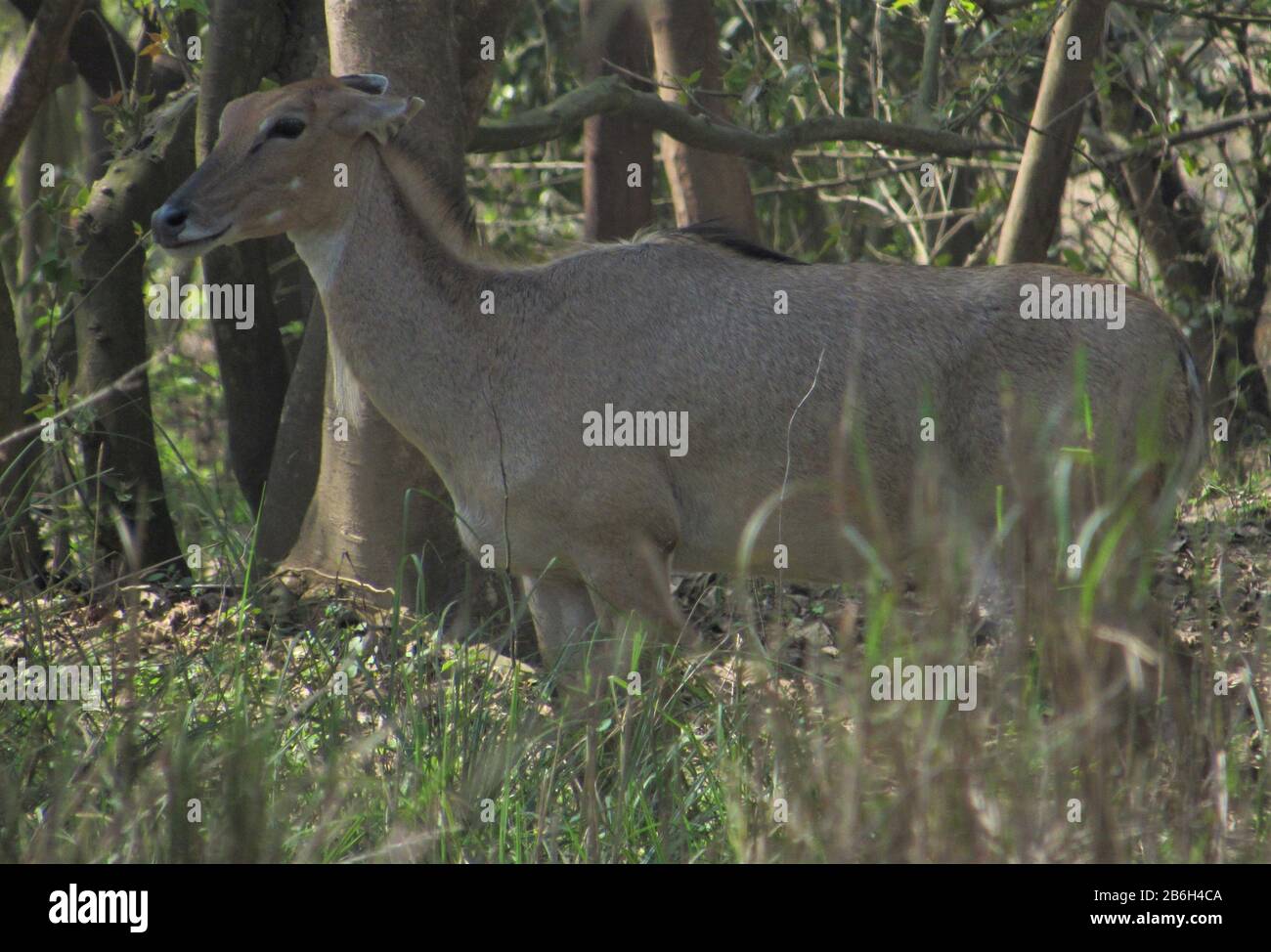 Rohini river forest hi-res stock photography and images - Alamy