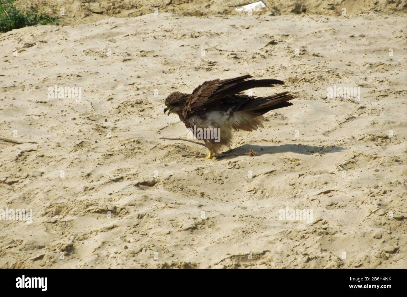 Rohini river forest hi-res stock photography and images - Alamy