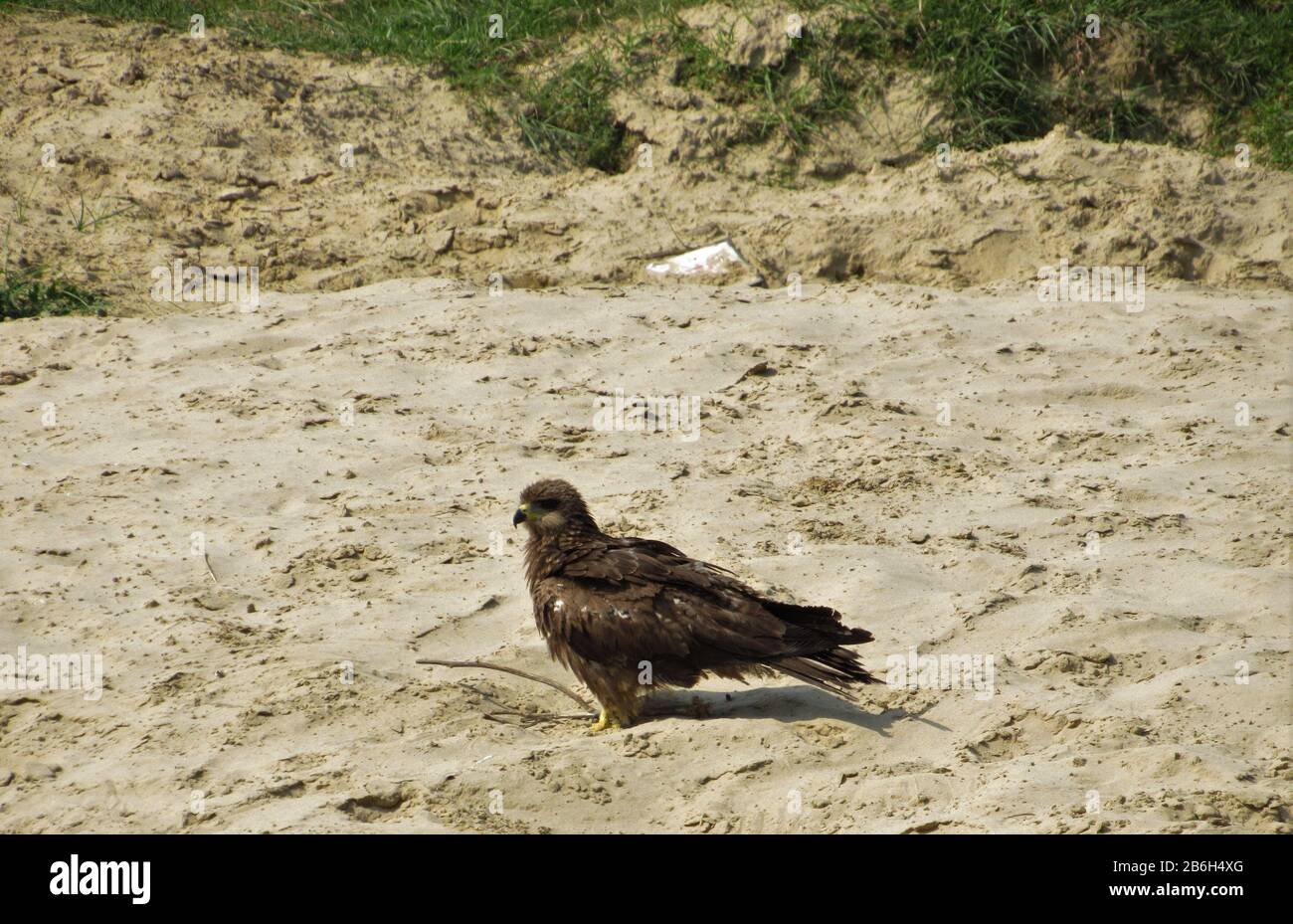 Bird of Western Terai, Rohini River Bank Forest, Rupandehi, Nepal Stock ...