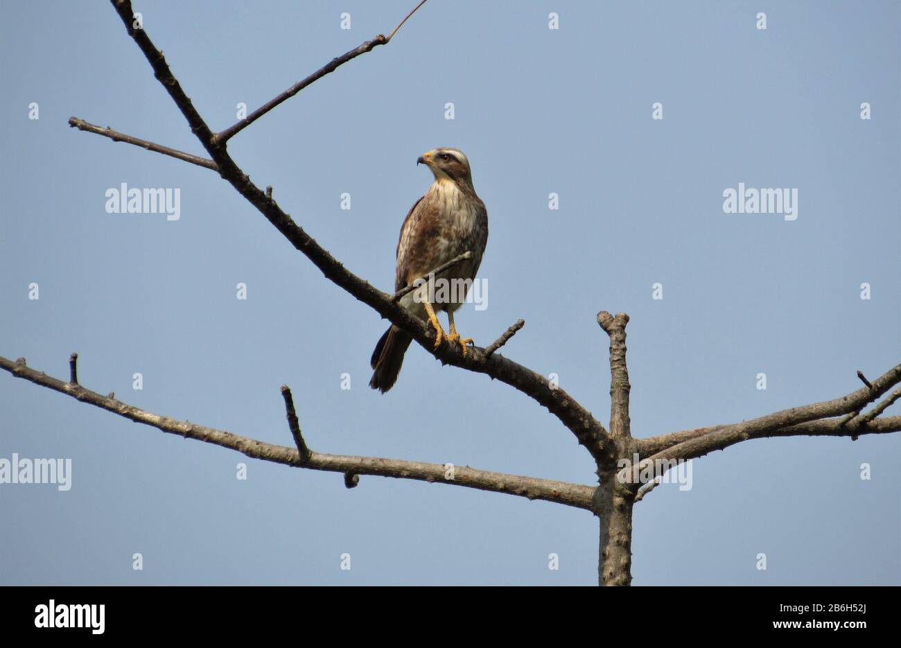 Bird of Western Terai, Rohini River Bank Forest, Rupandehi, Nepal Stock ...