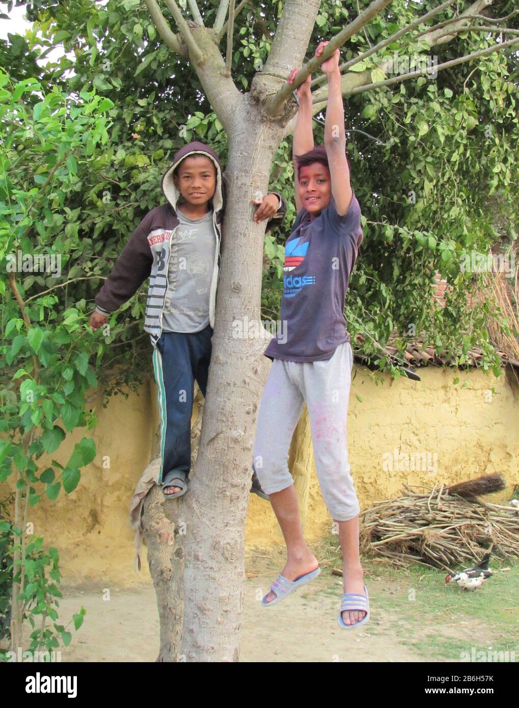 Young Boy Hanging tree branch in rupandehi, nepal Stock Photo - Alamy
