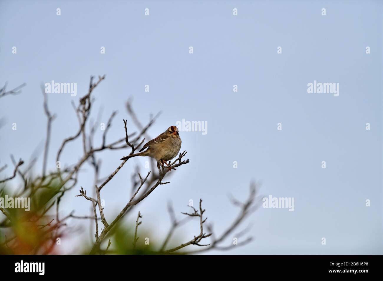 Yellow Crowned Sparrow Stock Photo - Alamy