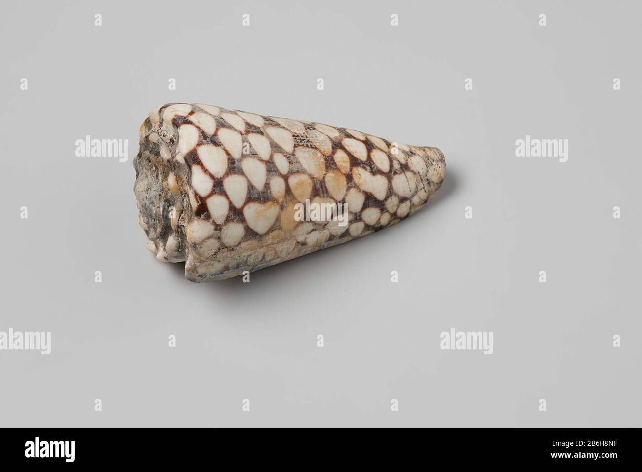 Conus marmoreus come from the wreck of the VOC ship the "White Lion ...