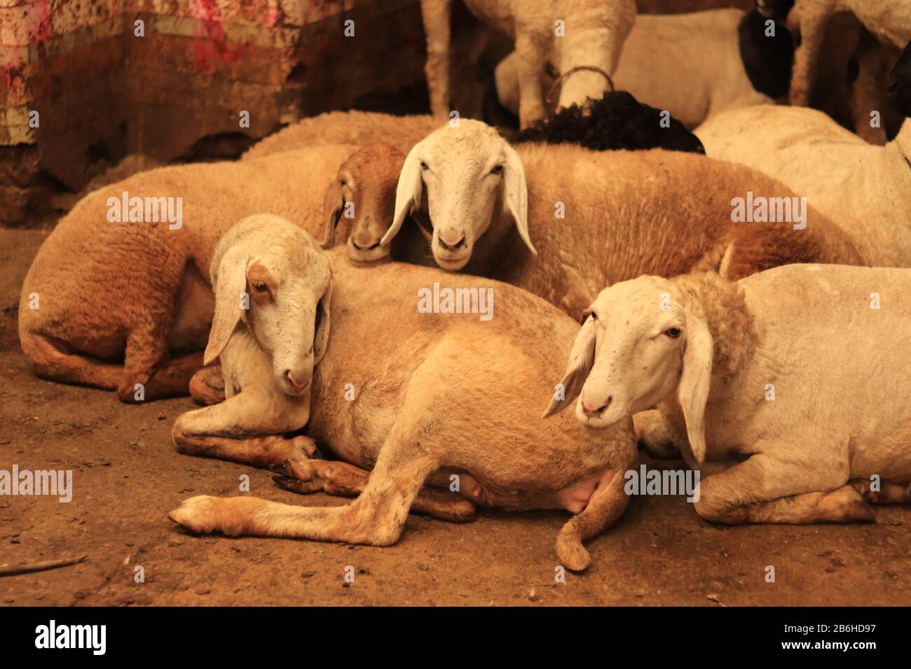 Butcher sheep hi-res stock photography and images - Alamy