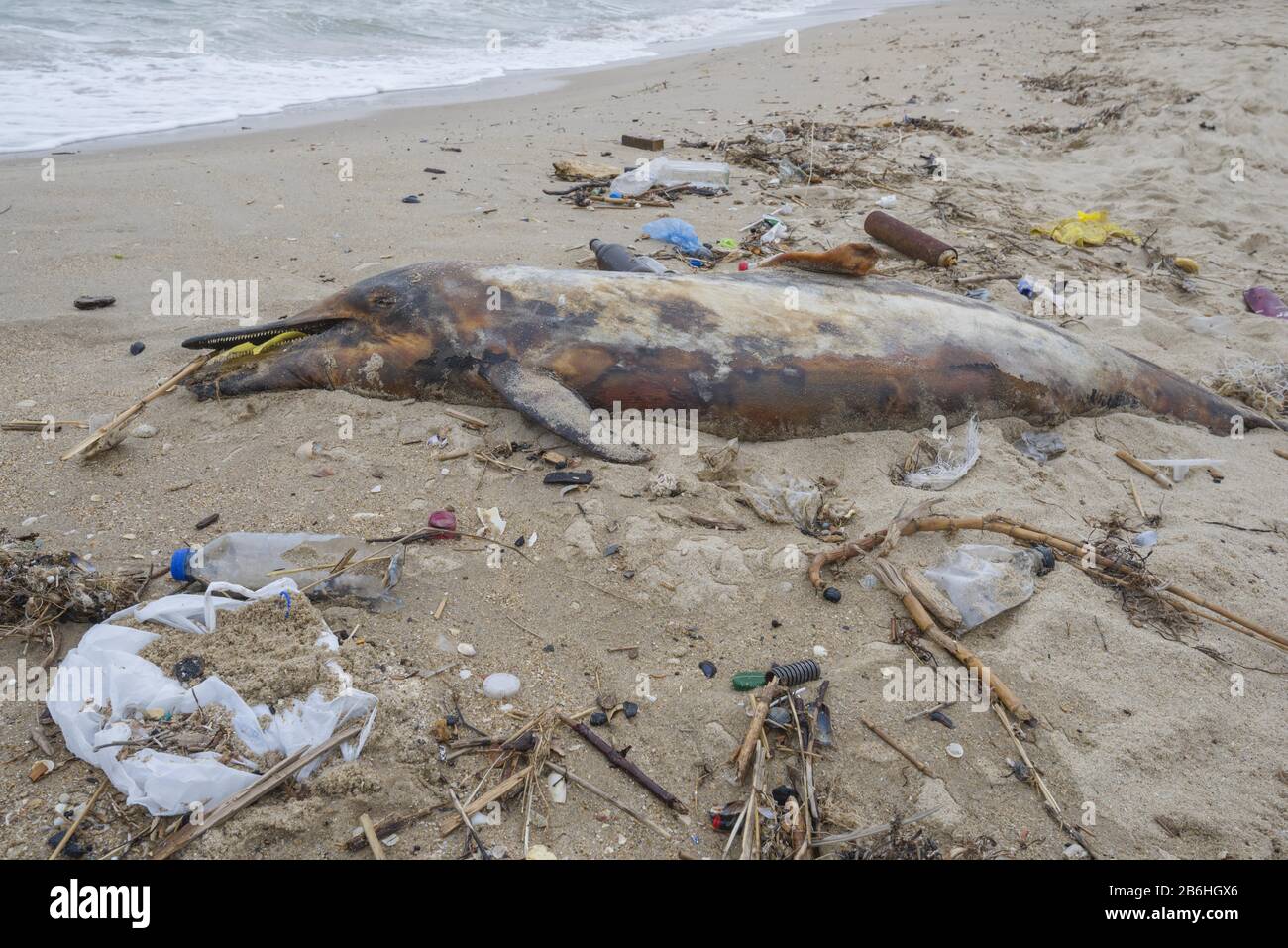 Dead Dolphin washed up on the sandy beach is surrounded by plastic ...
