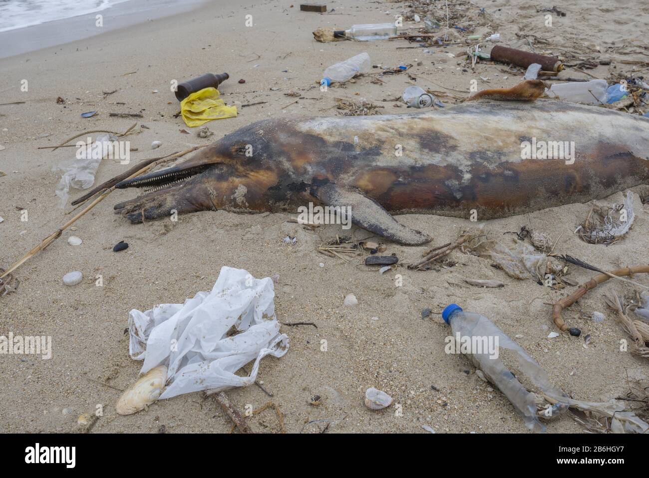 Dead Dolphin washed up on the sandy beach is surrounded by plastic ...