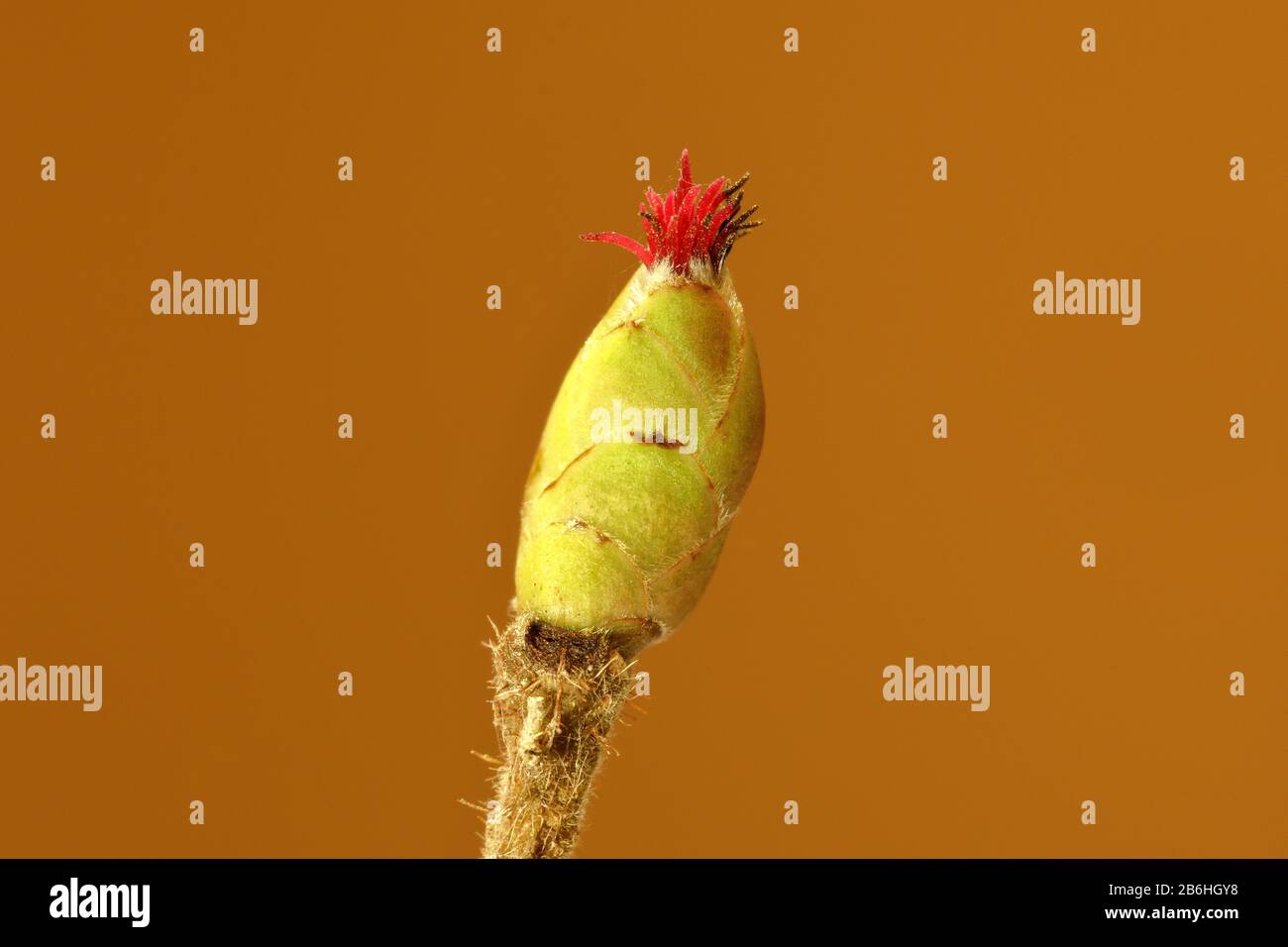 Common hazel (Corylus avellana), female flower, North Rhine-Westphalia ...