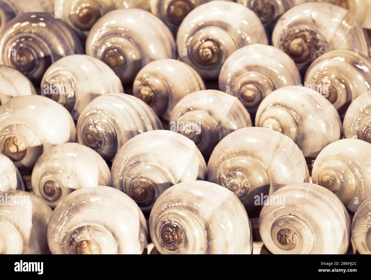 Close up of many snail shells that are used as a background with space ...