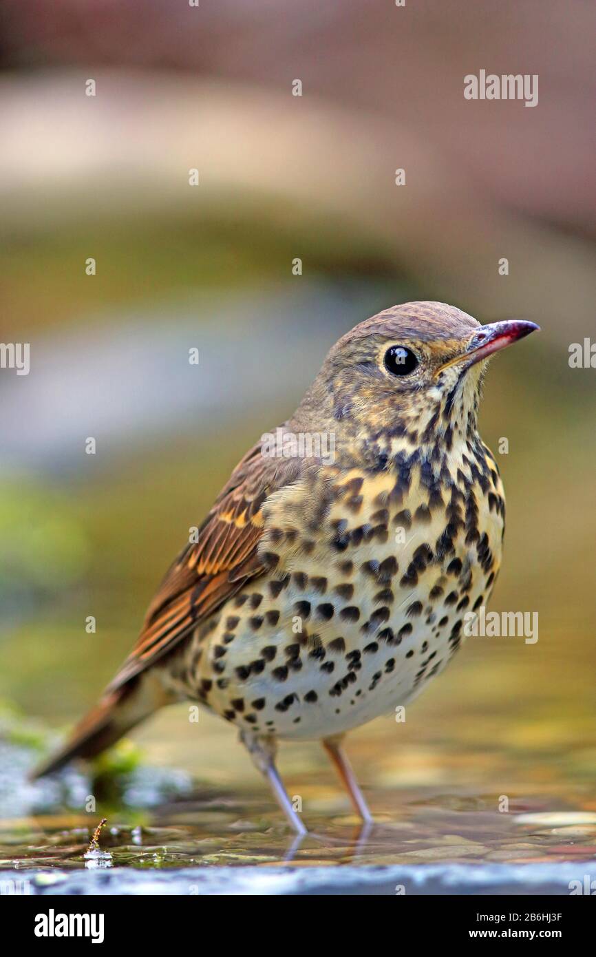 Song thrush turdus philomelos in shallow water hi-res stock photography ...