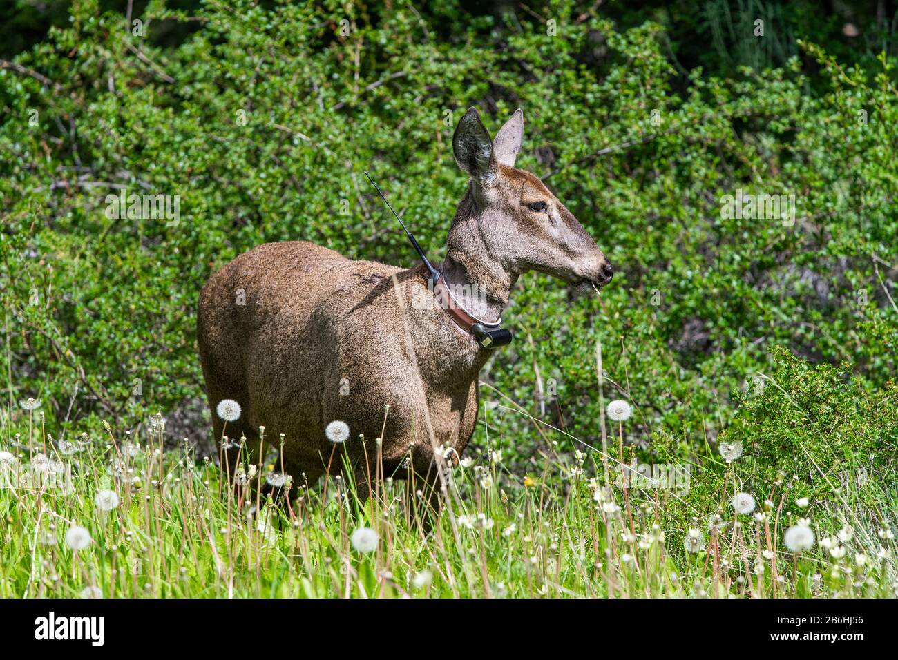 South Andean deer (Hippocamelus bisulcus), with radio collar, Patagonia ...
