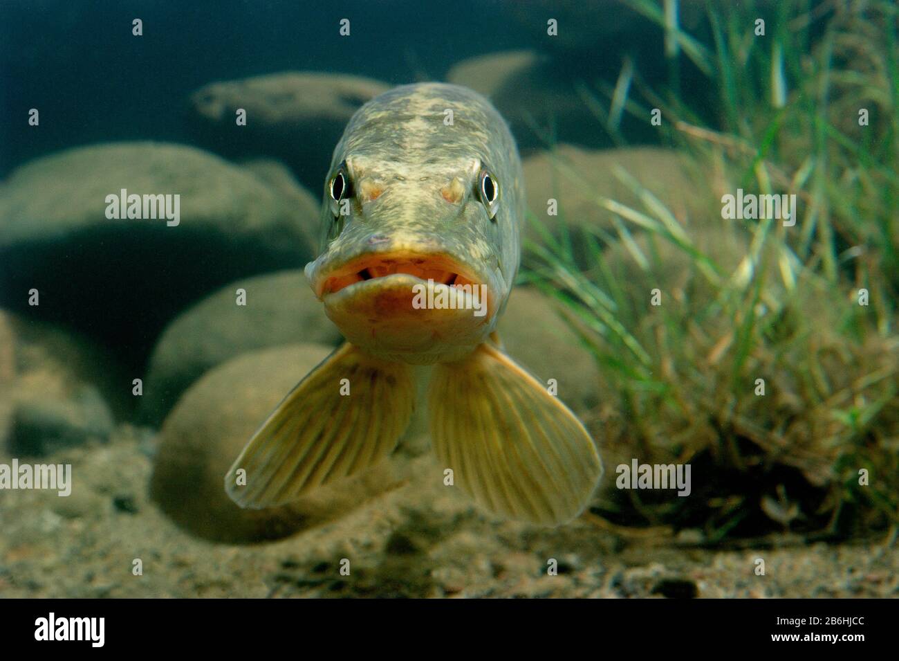 Northern pike (Esox lucius), captive, France Stock Photo - Alamy