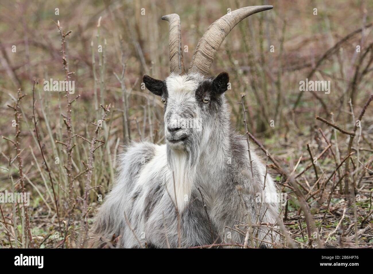adorable, animal, background, beard, bearded, beautiful, beauty ...