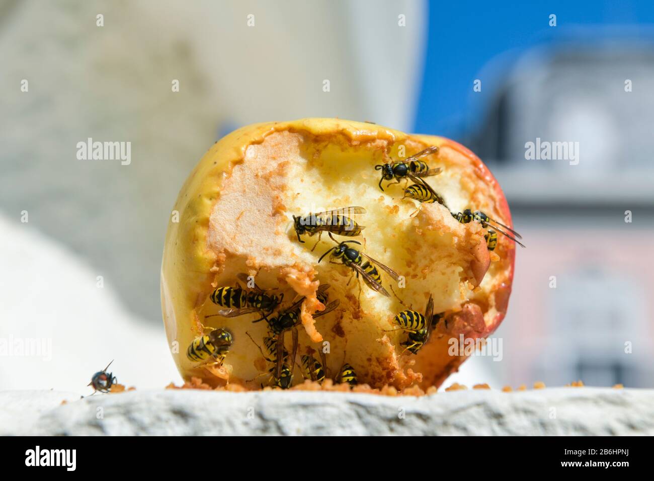 Wespen hi-res stock photography and images - Alamy
