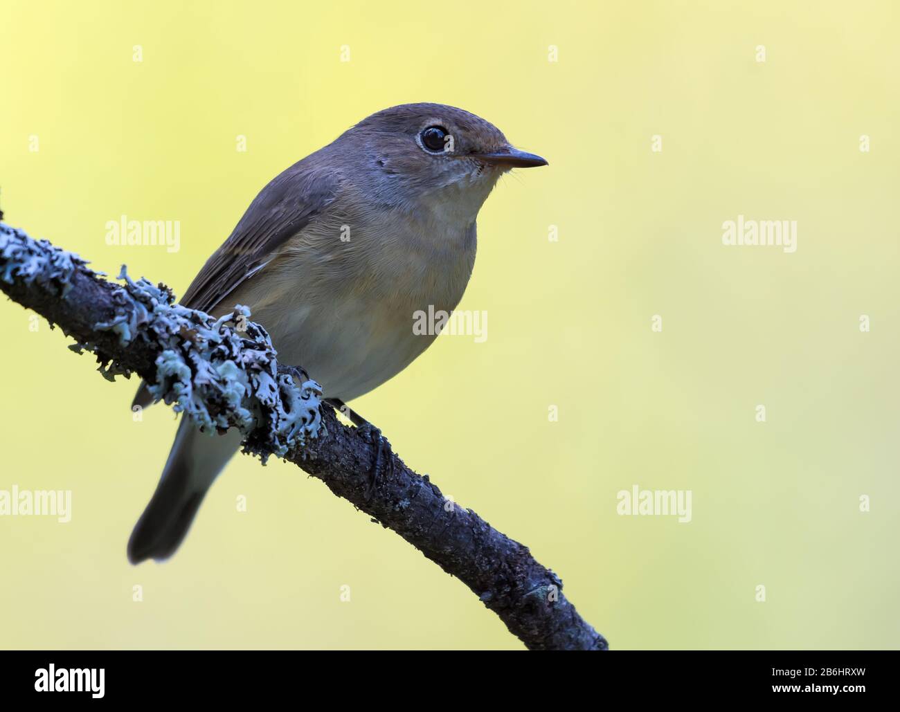 Female Red-breasted flycatcher (ficedula parva) simple posing on small ...