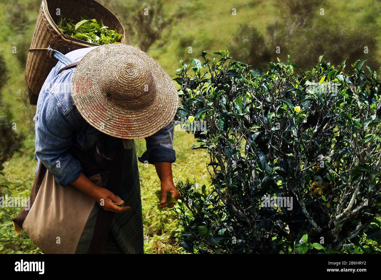 worker picking tea leaves in tea plantation Stock Photo - Alamy