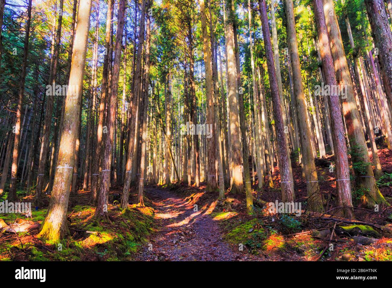 Tall straight trunks trees in hi-res stock photography and images - Alamy