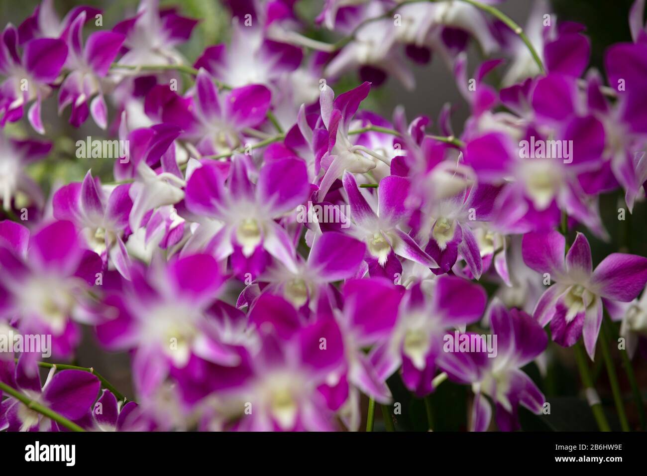 Red purple flowers of Orchid Dendrobium Sonia flower closeup Stock ...