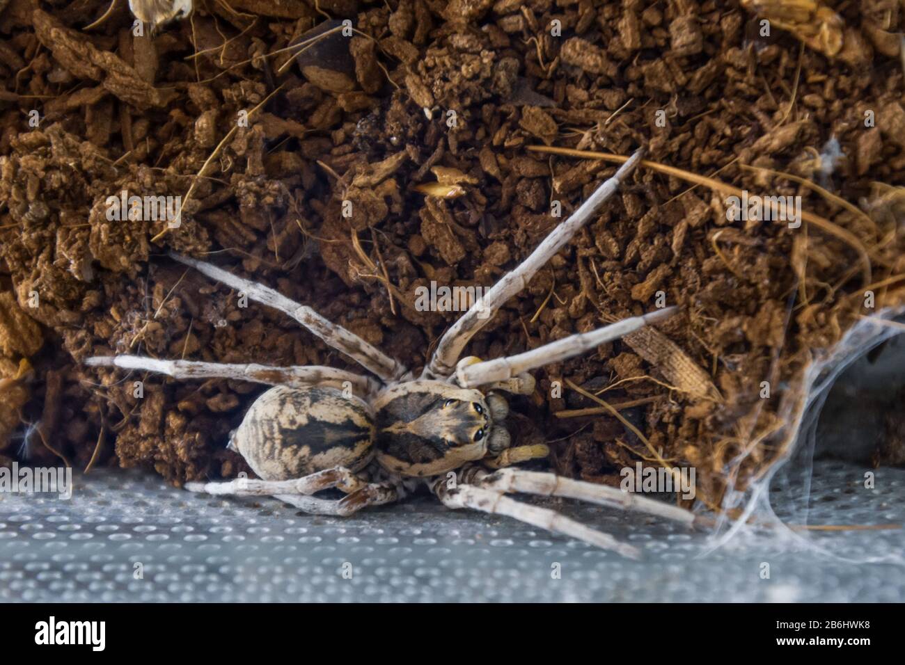 Tarantula burrow hi-res stock photography and images - Alamy
