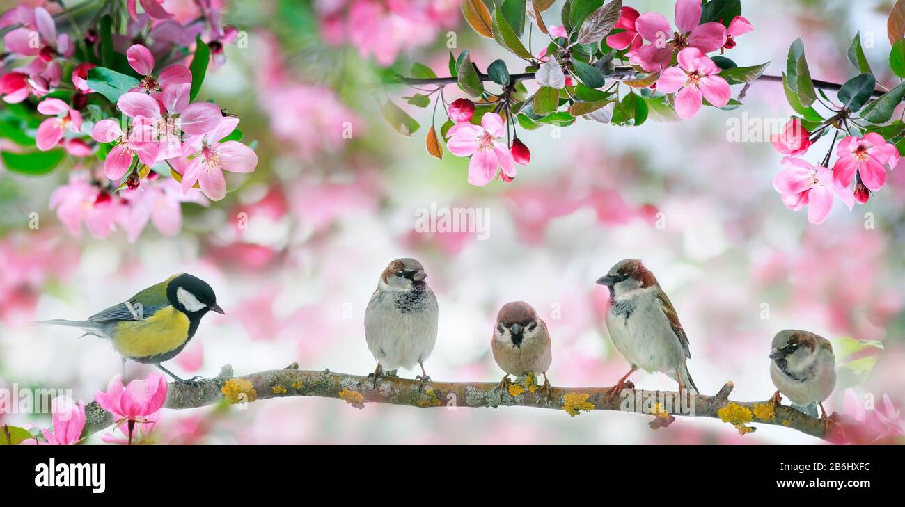 cute little birds sparrows and a tit sit on a branch of a blooming pink ...