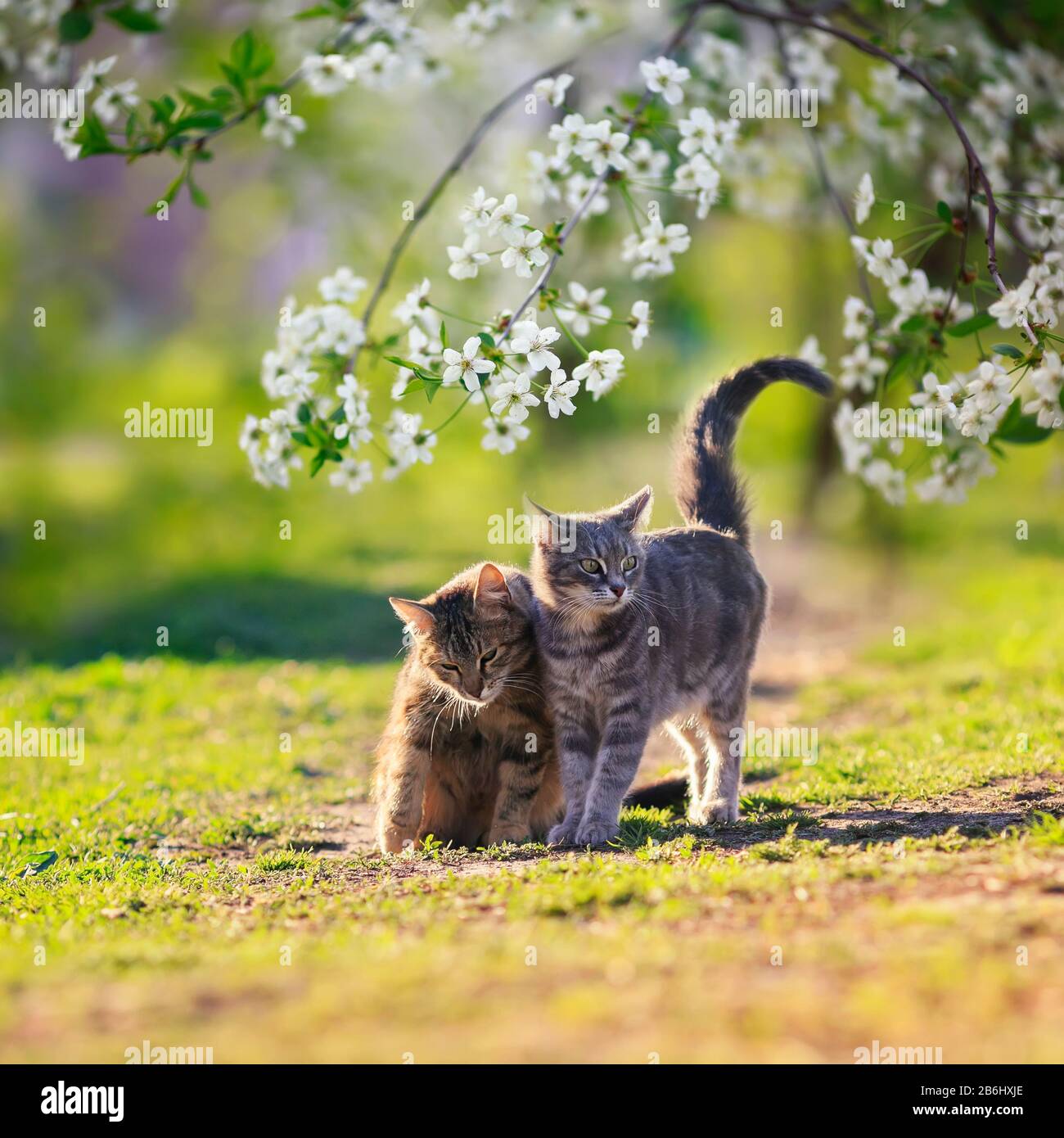 Two cats in love hi-res stock photography and images - Alamy