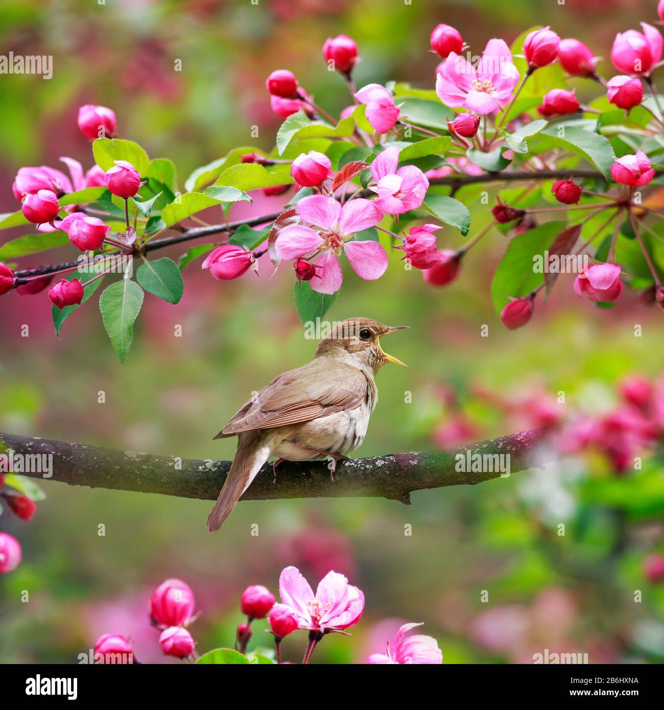 portrait songbird a Nightingale sits on a branch in the may garden ...