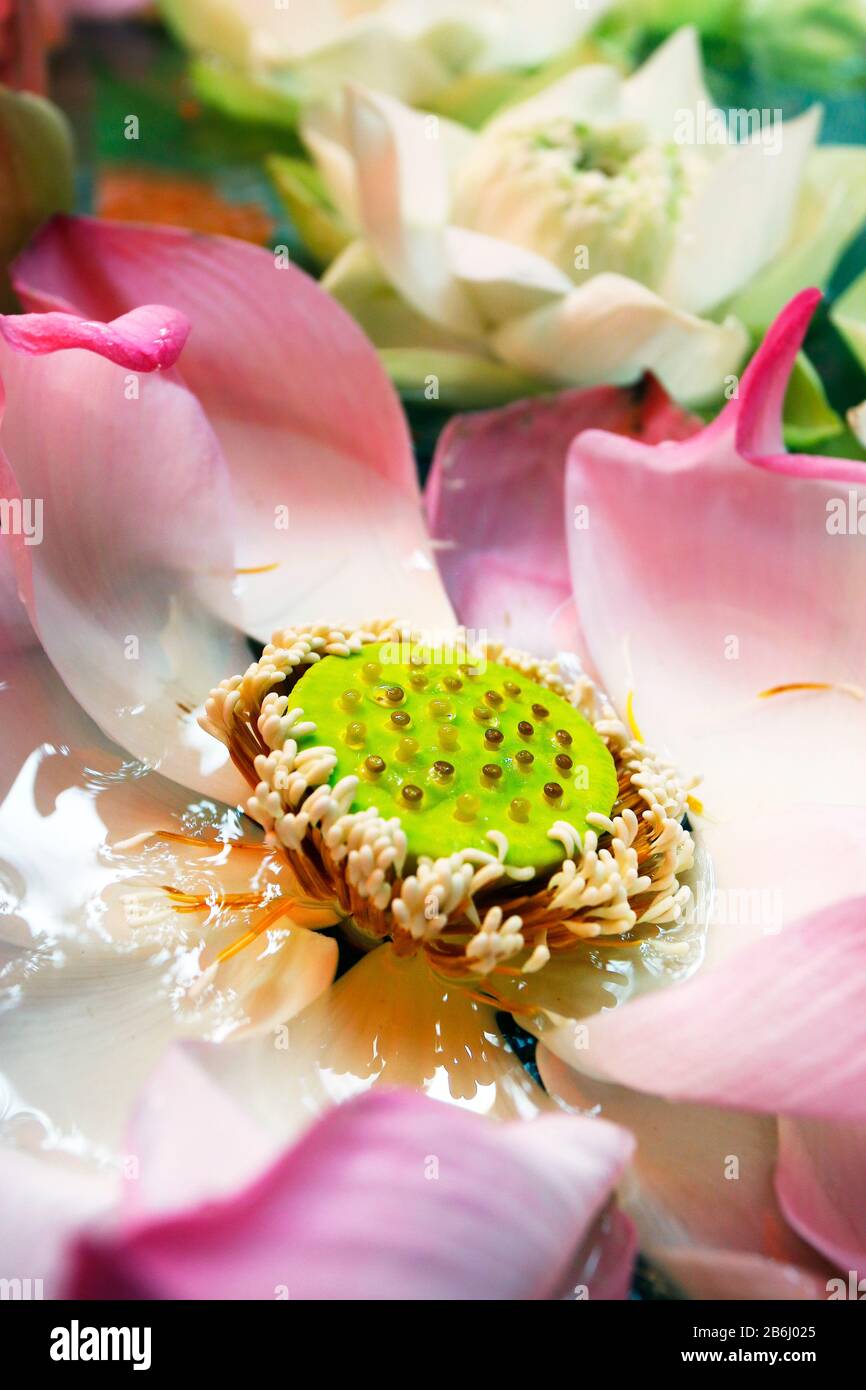 Udon tani hi-res stock photography and images - Alamy