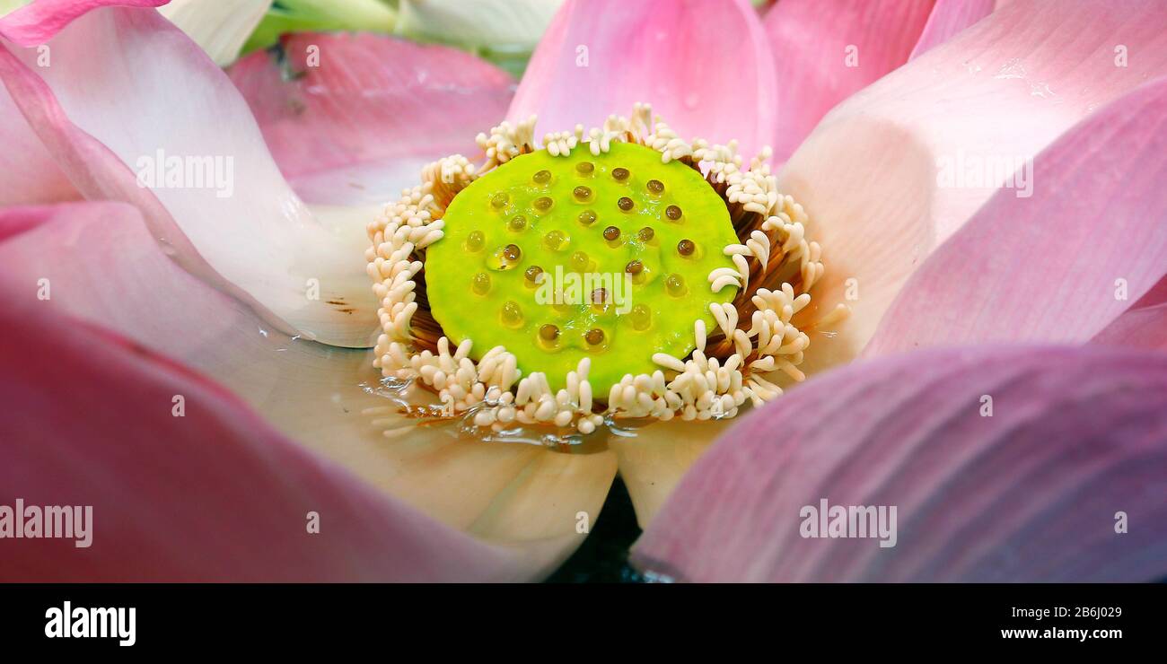 Udon Tani High Resolution Stock Photography and Images - Alamy