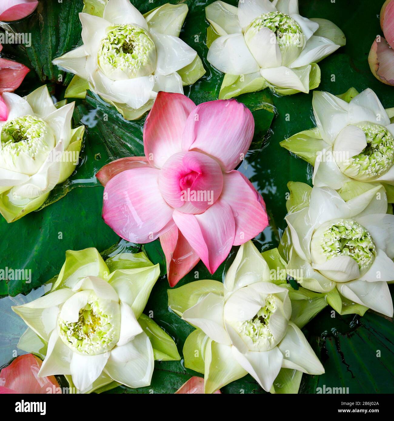 Udon tani hi-res stock photography and images - Alamy