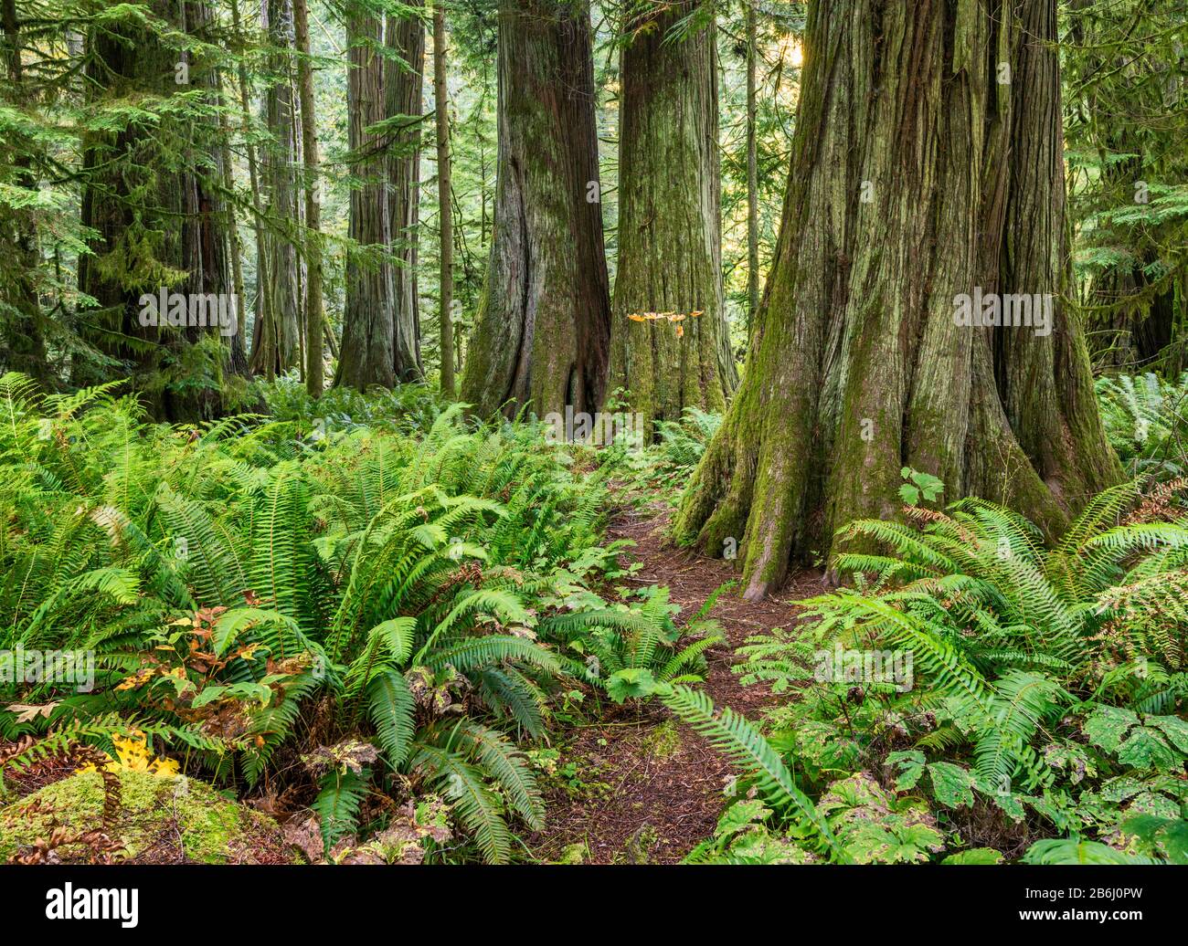 Western redcedar trees, ferns at old-growth temperate rain forest ...